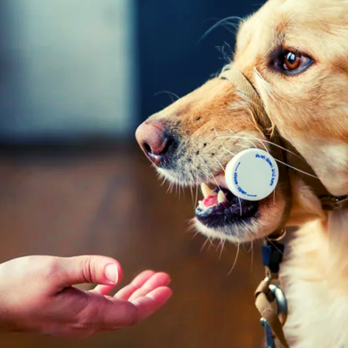 10 Tricks for Catching a Runaway Dog - Good Human Dog Training