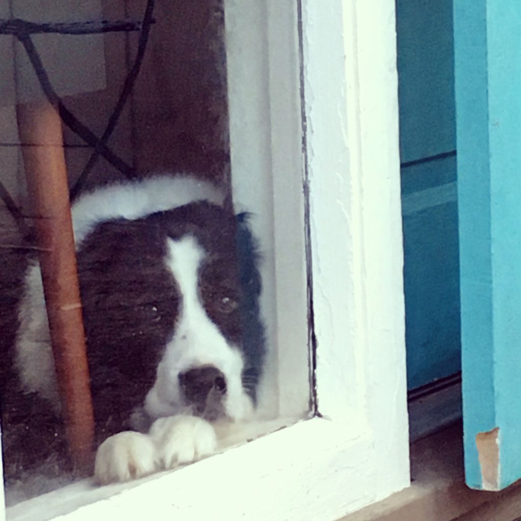Transform Your Fearful Dog: 10 Powerful Ways to Build Confidence
